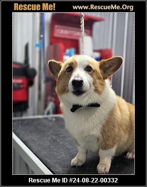 - Texas Corgi Rescue - ADOPTIONS - Rescue Me!