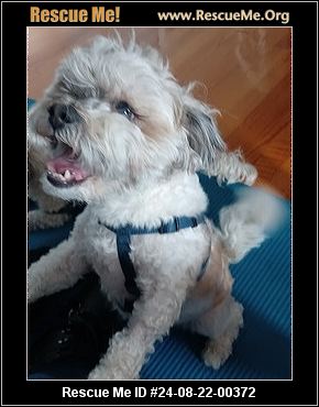 - Pennsylvania Poodle Rescue - ADOPTIONS - Rescue Me!