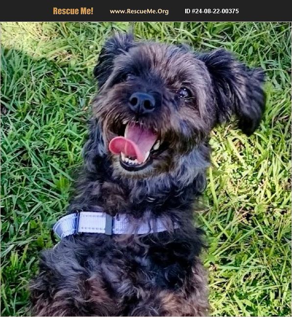 ADOPT 24082200375 ~ Schnauzer Rescue ~ Fort Myers, FL