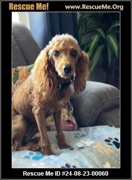 - Pennsylvania Dog Rescue - ADOPTIONS - Rescue Me!