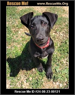 - Ohio Dog Rescue - ADOPTIONS - Rescue Me!