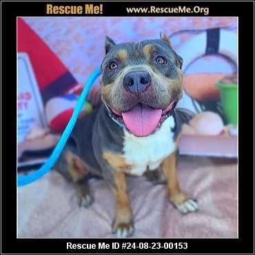 - California American Bulldog Rescue - ADOPTIONS - Rescue Me!