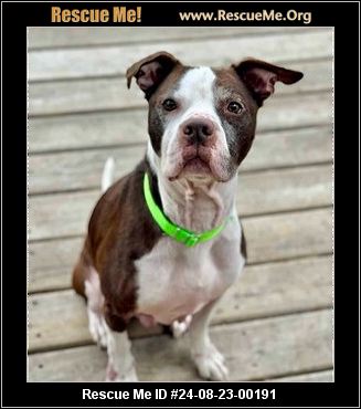 - Colorado Pit Bull Rescue - ADOPTIONS - Rescue Me!