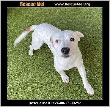 - Texas Beagle Rescue - ADOPTIONS - Rescue Me!