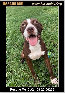 - Texas Pit Bull Rescue - ADOPTIONS - Rescue Me!