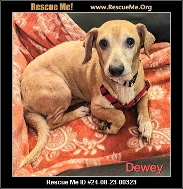 - Pennsylvania Dog Rescue - ADOPTIONS - Rescue Me!