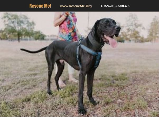 ADOPT 24082300376 ~ Great Dane Rescue ~ Texas
