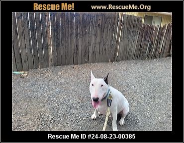 - Washington Dog Rescue - ADOPTIONS - Rescue Me!