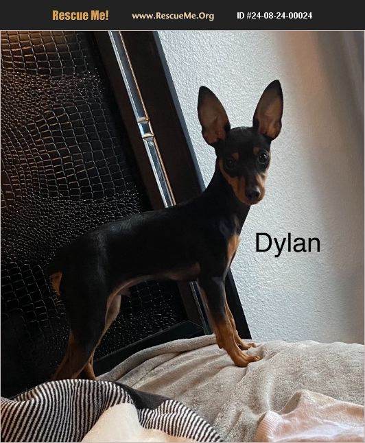 ADOPT 24082400024 ~ Miniature Pinscher Rescue ~ Austin, TX