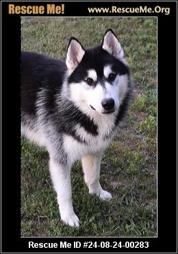 - North Carolina Siberian Husky Rescue - ADOPTIONS - Rescue Me!