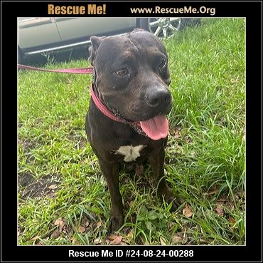 - Florida Pit Bull Rescue - ADOPTIONS - Rescue Me!