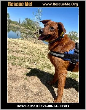 - Colorado Dog Rescue - ADOPTIONS - Rescue Me!