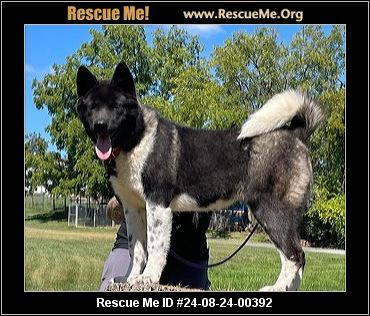 - Pennsylvania Akita Rescue - ADOPTIONS - Rescue Me!