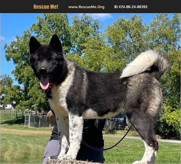 ADOPT 24082400392 ~ Akita Rescue ~ Pennsylvania