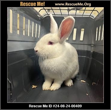 - Georgia Rabbit Rescue - ADOPTIONS - Rescue Me!