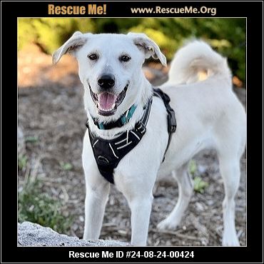- Colorado Lab Rescue - ADOPTIONS - Rescue Me!