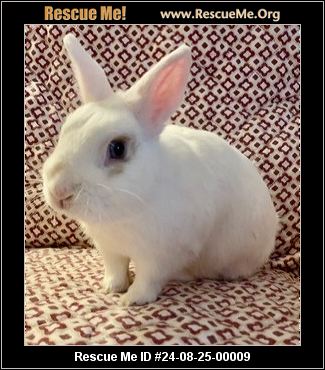 - California Rabbit Rescue - ADOPTIONS - Rescue Me!