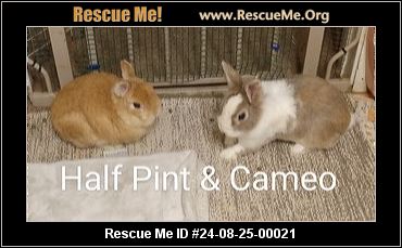 - California Rabbit Rescue - ADOPTIONS - Rescue Me!