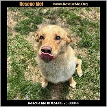 - West Virginia Dog Rescue - ADOPTIONS - Rescue Me!