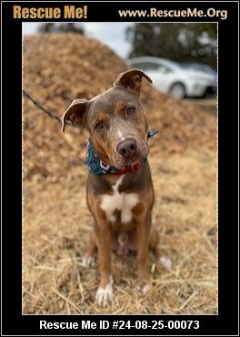 - Oregon Dog Rescue - ADOPTIONS - Rescue Me!