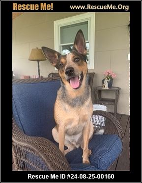 - Pennsylvania Dog Rescue - ADOPTIONS - Rescue Me!