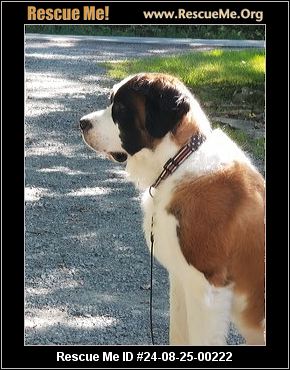 - New Jersey Dog Rescue - ADOPTIONS - Rescue Me!