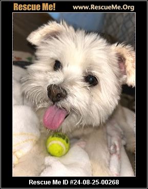 - South Carolina Maltese Rescue - ADOPTIONS - Rescue Me!