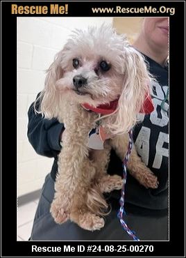 - Virginia Maltese Rescue - ADOPTIONS - Rescue Me!