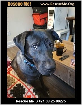 - Texas Great Pyrenees Rescue - ADOPTIONS - Rescue Me!