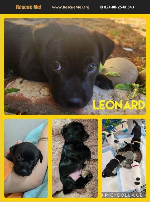 ADOPT 24082500343 ~ Chihuahua Rescue ~ Eugene, OR