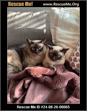 - Michigan Cat Rescue - ADOPTIONS - Rescue Me!