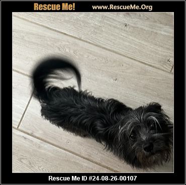 - Florida Maltese Rescue - ADOPTIONS - Rescue Me!