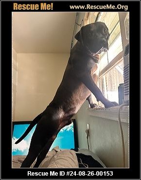 - Pennsylvania Dog Rescue - ADOPTIONS - Rescue Me!