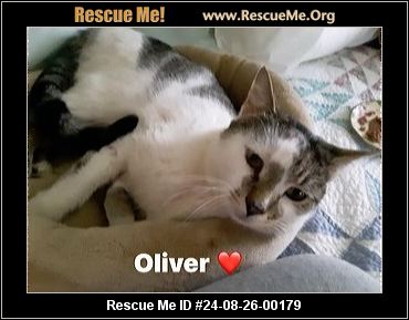 - Virginia Cat Rescue - ADOPTIONS - Rescue Me!