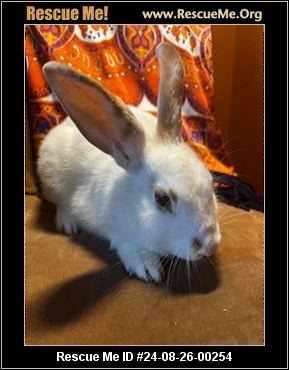 - Georgia Rabbit Rescue - ADOPTIONS - Rescue Me!