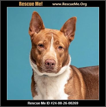 - California Basenji Rescue - ADOPTIONS - Rescue Me!