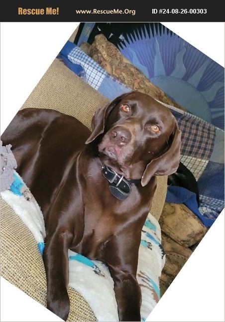 ADOPT 24082600303 ~ German Shorthaired Pointer Rescue ~ Livingston, LA