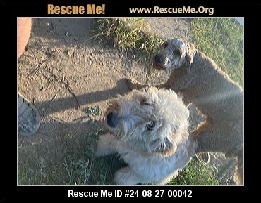 - Indiana Golden Retriever Rescue - ADOPTIONS - Rescue Me!