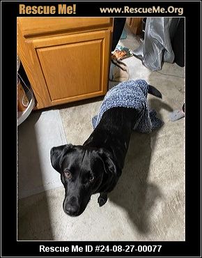 - Delaware Dog Rescue - ADOPTIONS - Rescue Me!