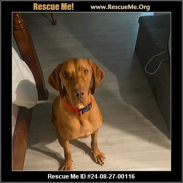 - Texas Vizsla Rescue - ADOPTIONS - Rescue Me!