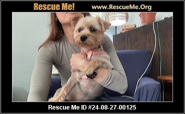 - Michigan Yorkie Rescue - ADOPTIONS - Rescue Me!