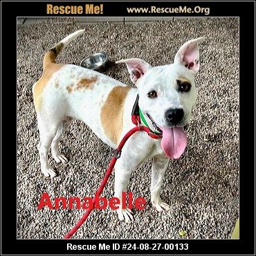 - Arizona Australian Cattle Dog Rescue - ADOPTIONS - Rescue Me!