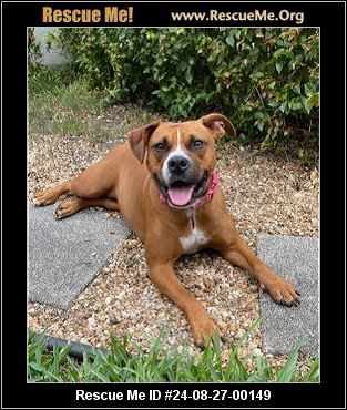 - Florida Boxer Rescue - ADOPTIONS - Rescue Me!