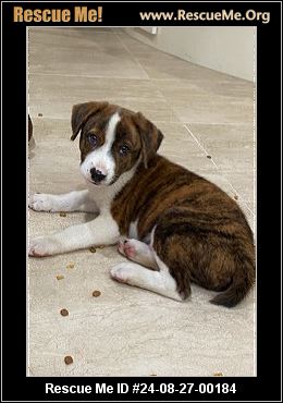 - Texas Mutt Rescue - ADOPTIONS - Rescue Me!