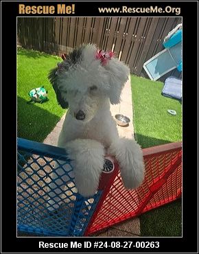 - Florida Poodle Rescue - ADOPTIONS - Rescue Me!