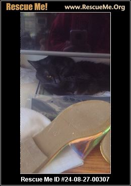 - Virginia Cat Rescue - ADOPTIONS - Rescue Me!