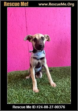 - California Pug Rescue - ADOPTIONS - Rescue Me!