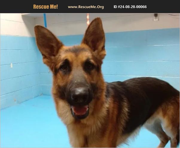 ADOPT 24082800066 ~ German Pinscher Rescue ~ Moreno Valley, CA