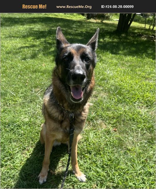 ADOPT 24082800099 ~ German Shepherd Rescue ~ Pittsburgh, PA
