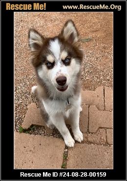 - Arizona Pomeranian Rescue - ADOPTIONS - Rescue Me!